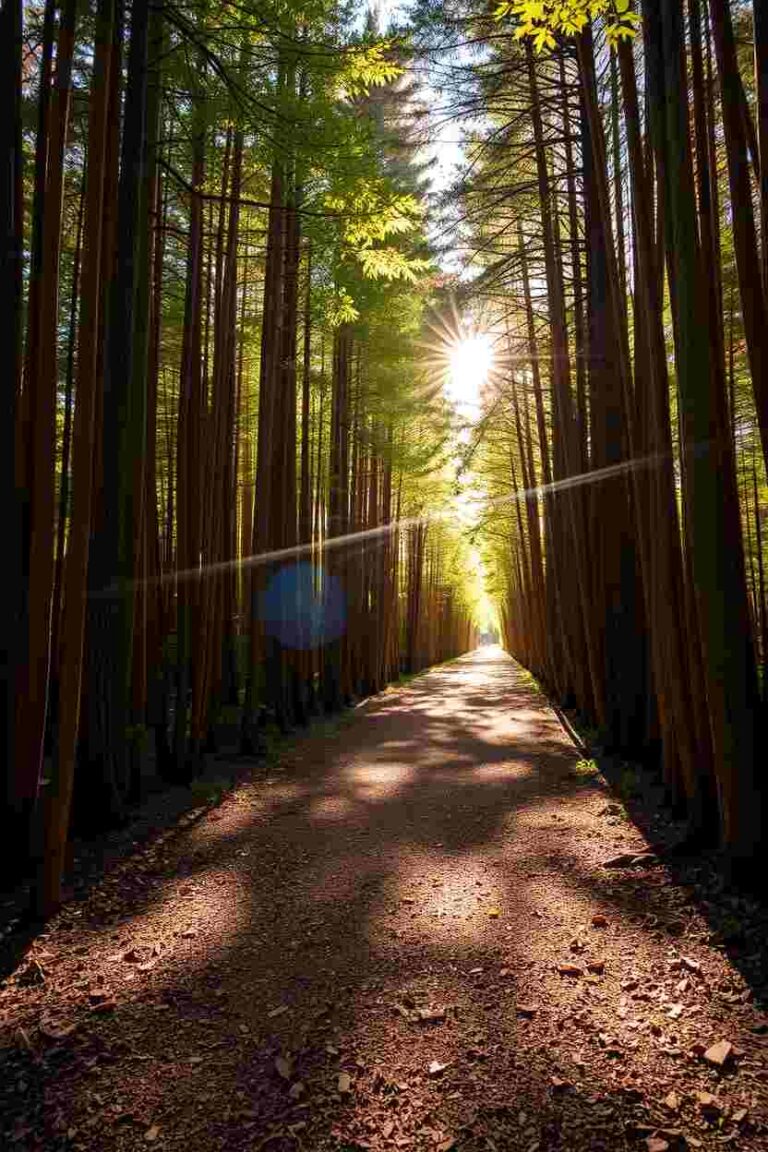 34 Low-Cost DIY Walkway Ideas for a Beautiful and Welcoming Path ...